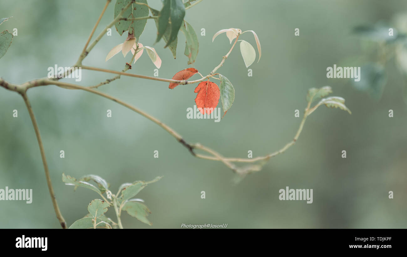 Akiyuki hi-res stock photography and images - Alamy