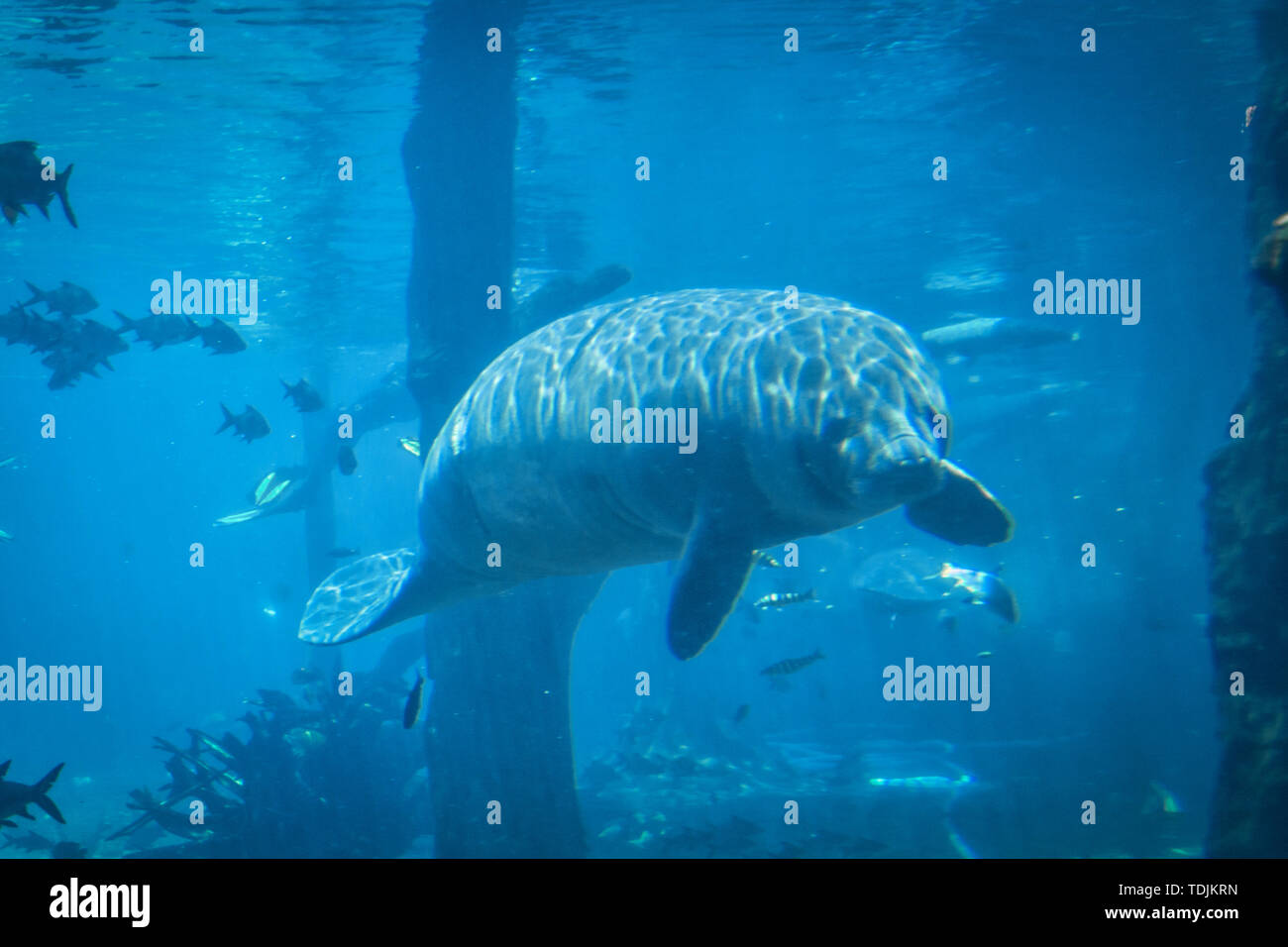 Submarine world whale shark hi-res stock photography and images - Alamy