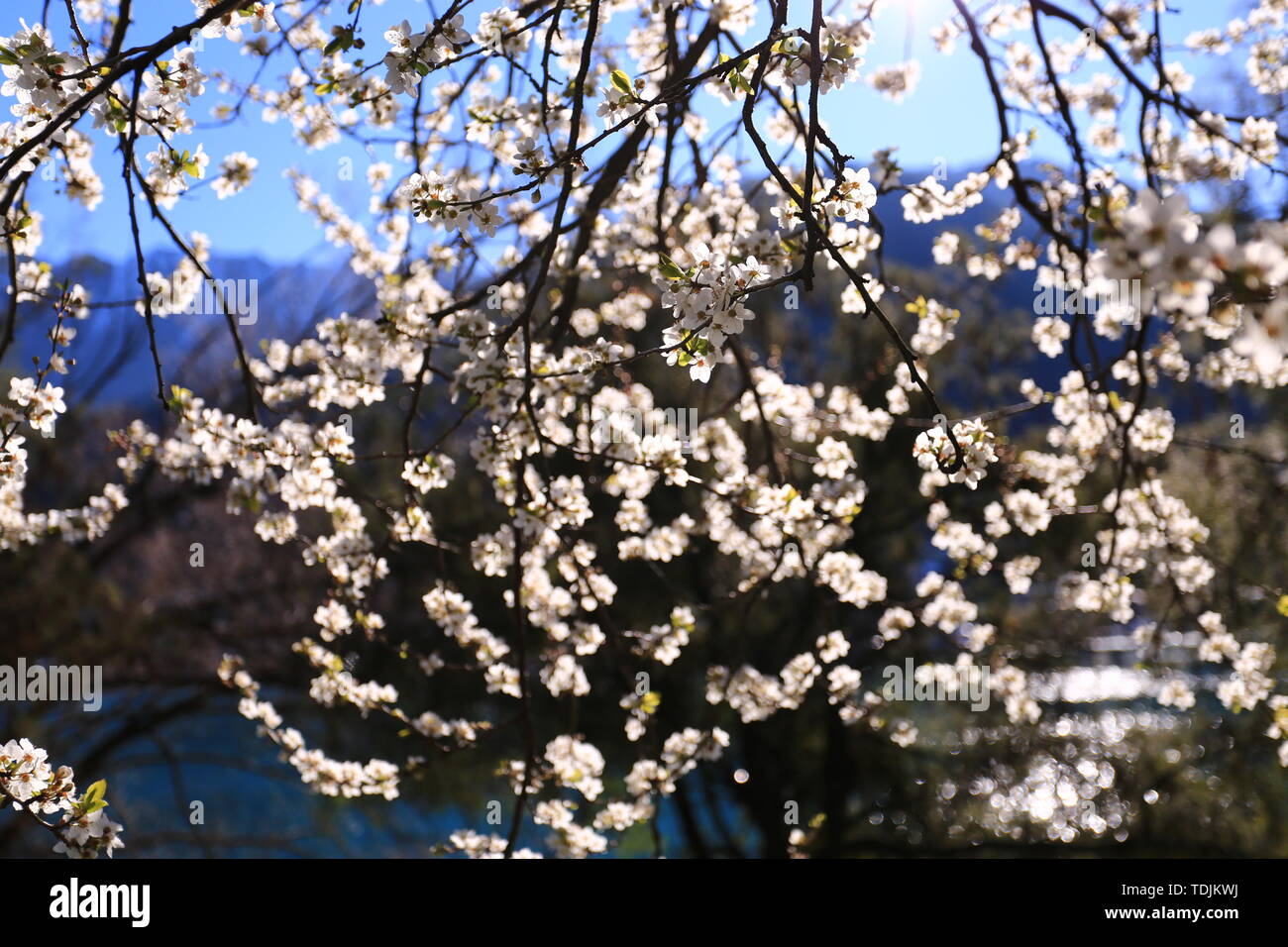 Brilliant cherry blossoms hi-res stock photography and images - Alamy