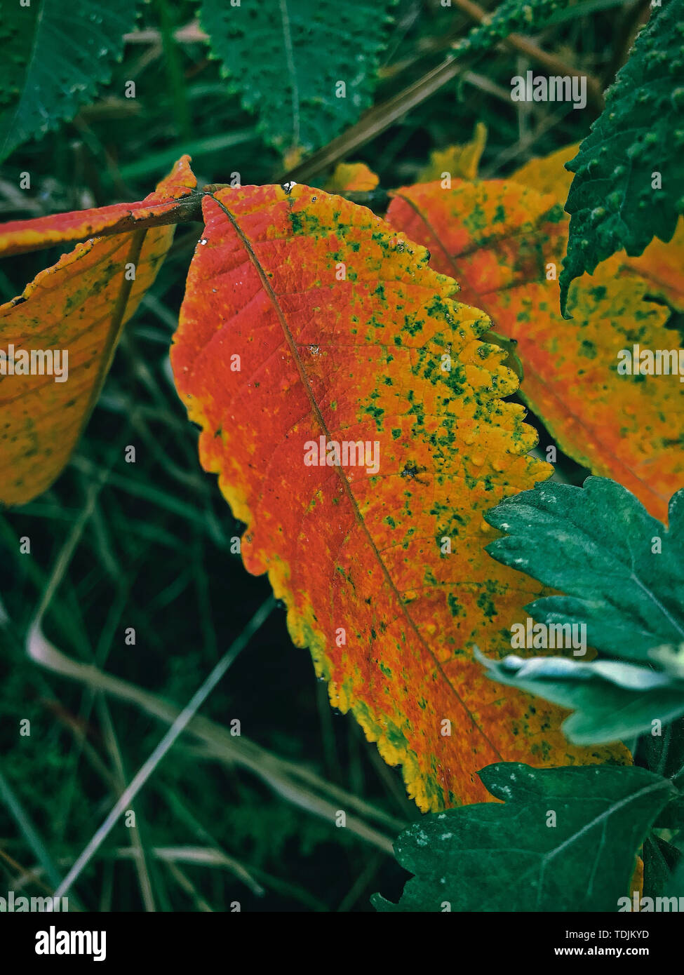 Torch tree hi-res stock photography and images - Alamy