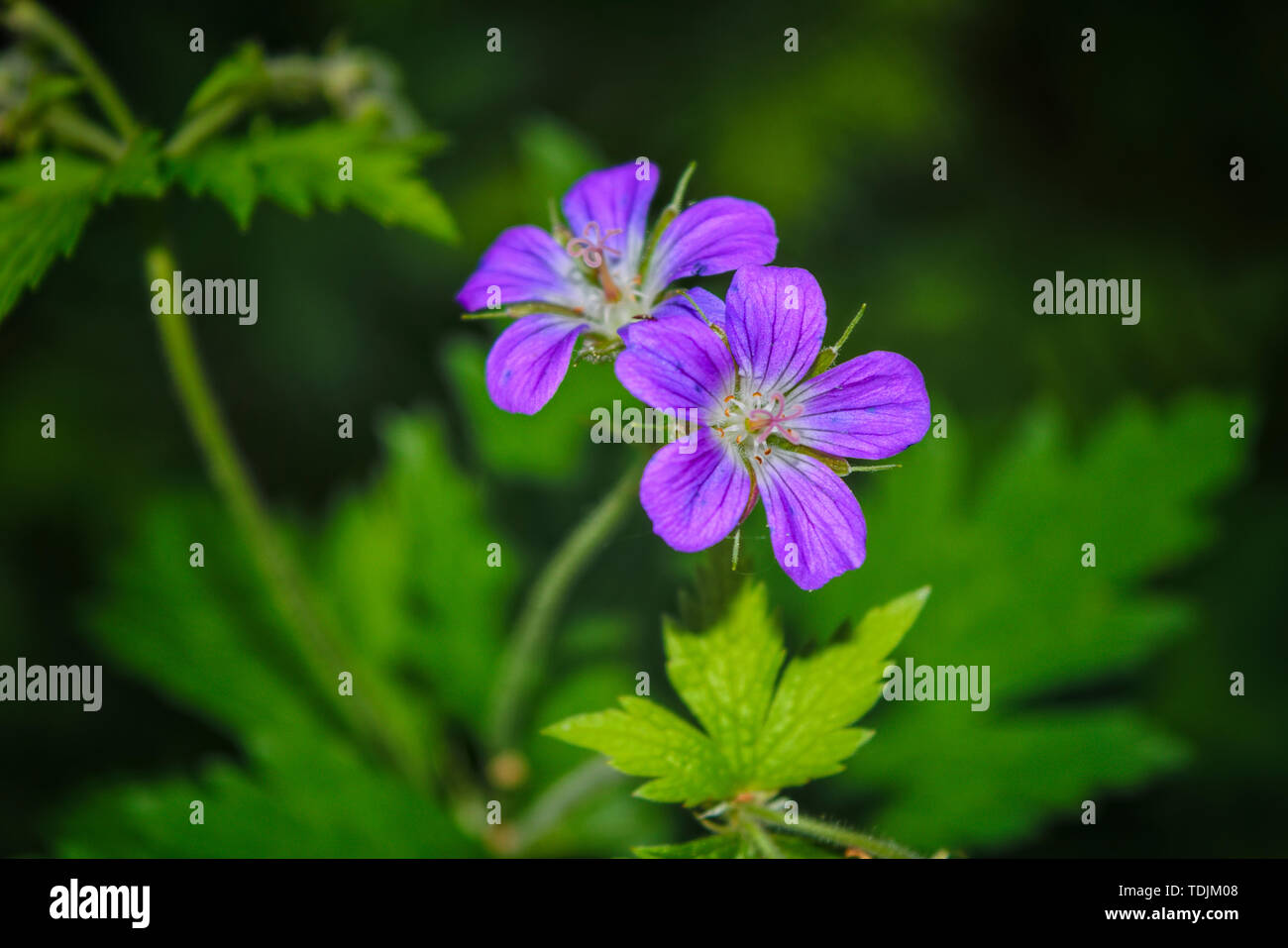 Wood cranesbill, woodland geranium, Geranium sylvaticum. Forest ...