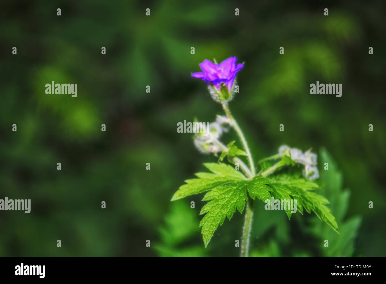 Wood cranesbill, woodland geranium, Geranium sylvaticum. Forest ...