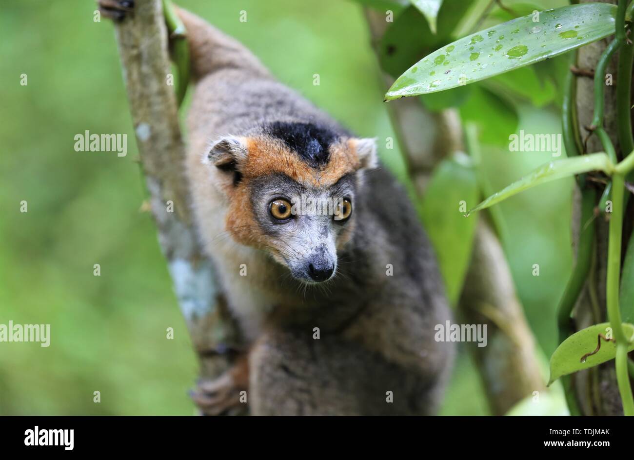 A beautiful lemur in a rainforest reserve in Madagascar Stock Photo - Alamy