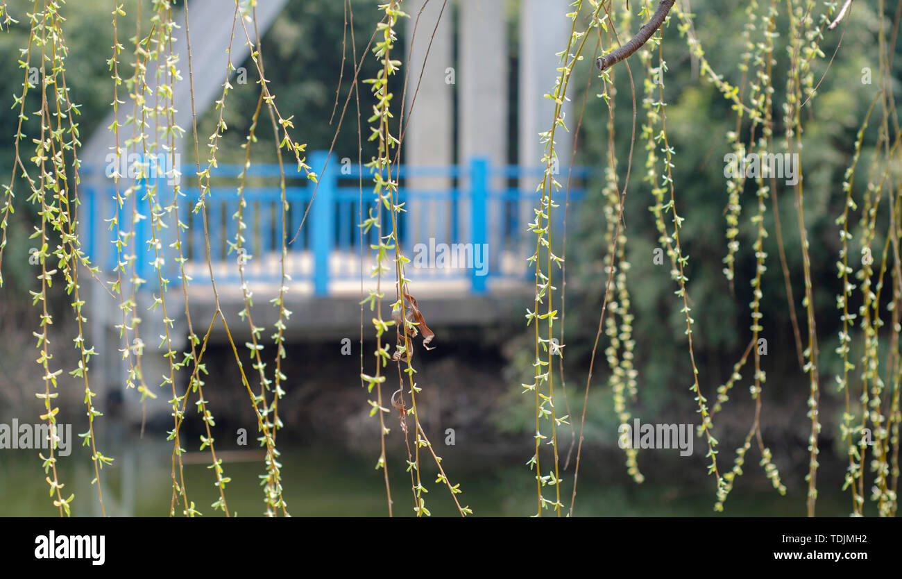 Spring willow willows and waterside pavilion background Stock Photo - Alamy