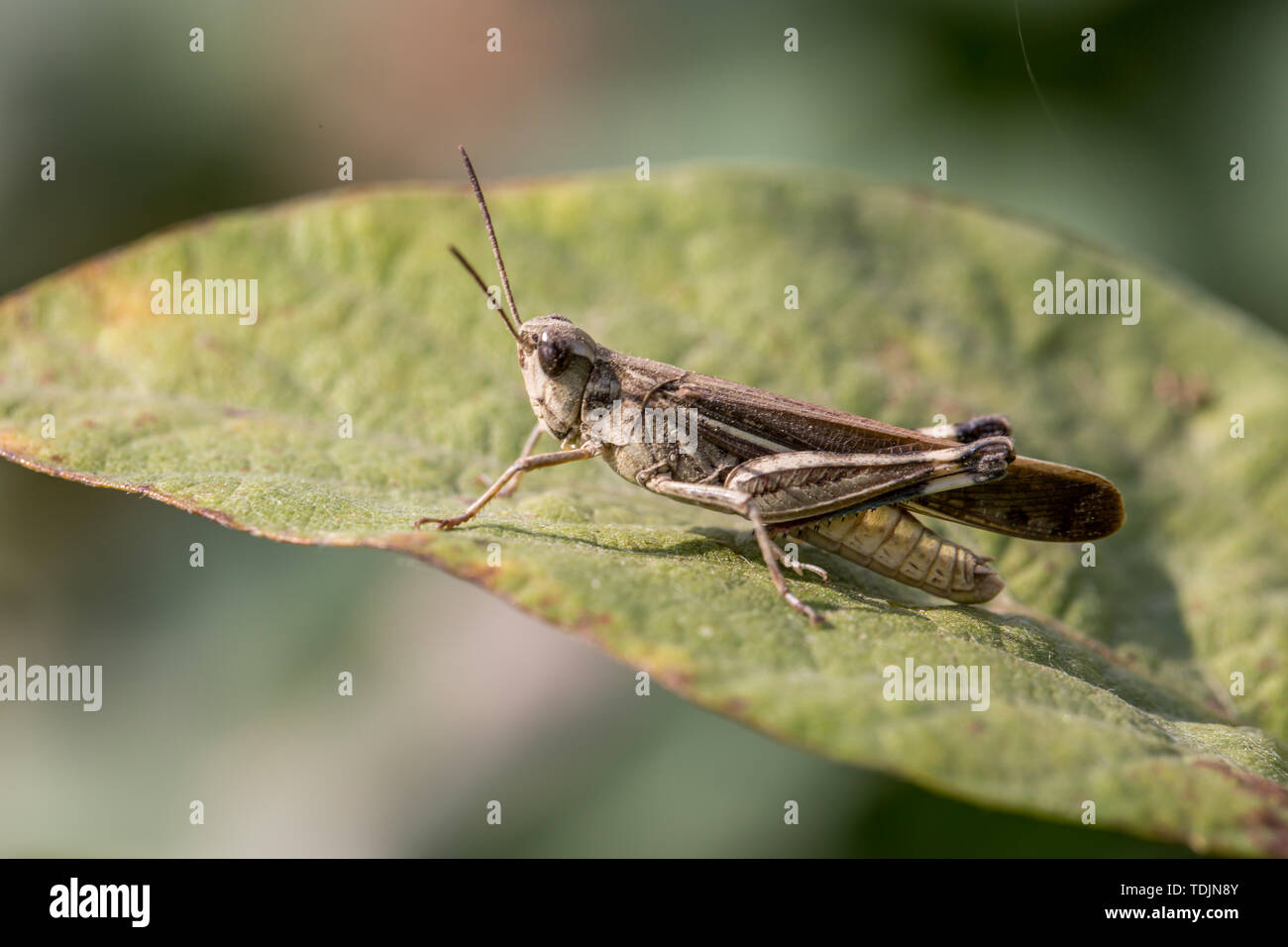 Locust and grasshopper Stock Photo - Alamy