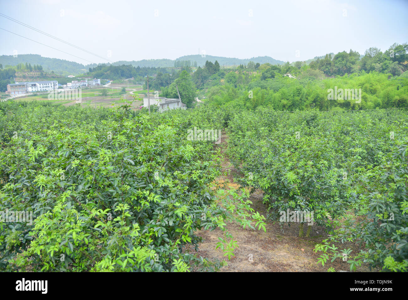 Pepper rattan pepper branch close-up HD large picture Stock Photo - Alamy