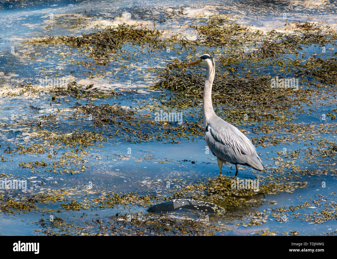 Grey heron scotland hi-res stock photography and images - Alamy