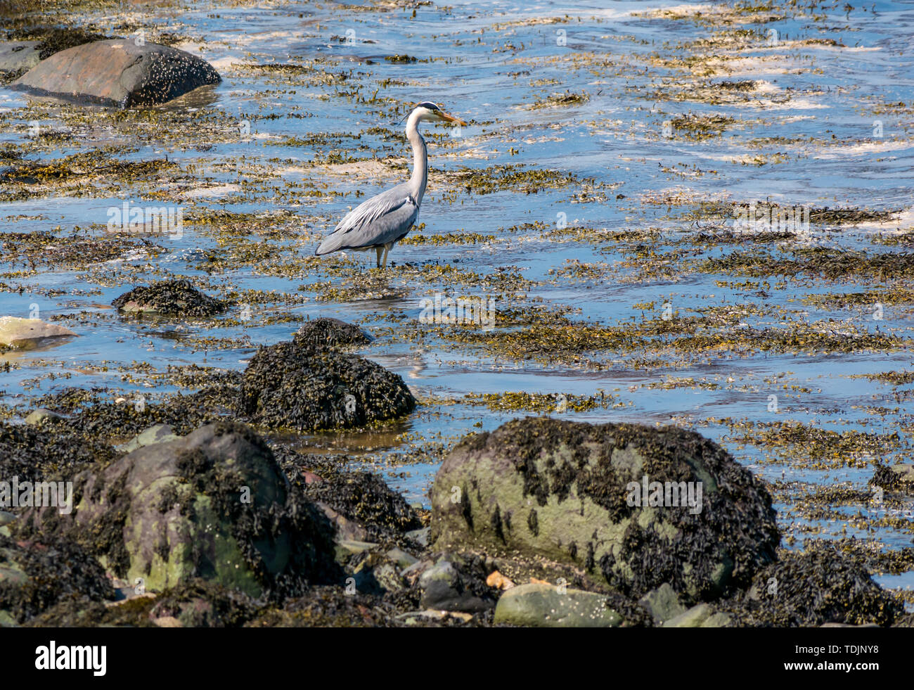 Grey heron scotland hi-res stock photography and images - Alamy