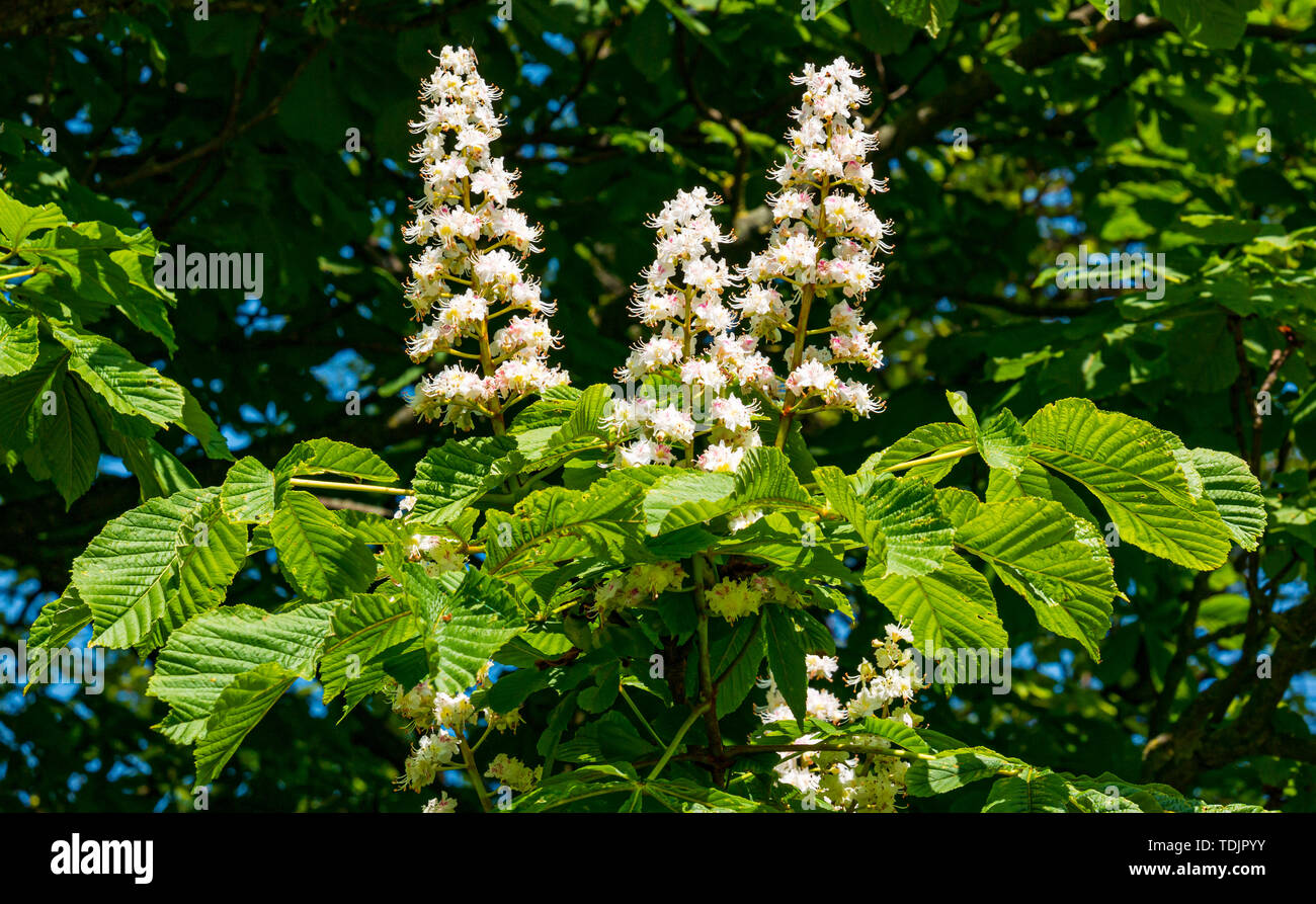 Chestnut blossom white hi-res stock photography and images - Alamy