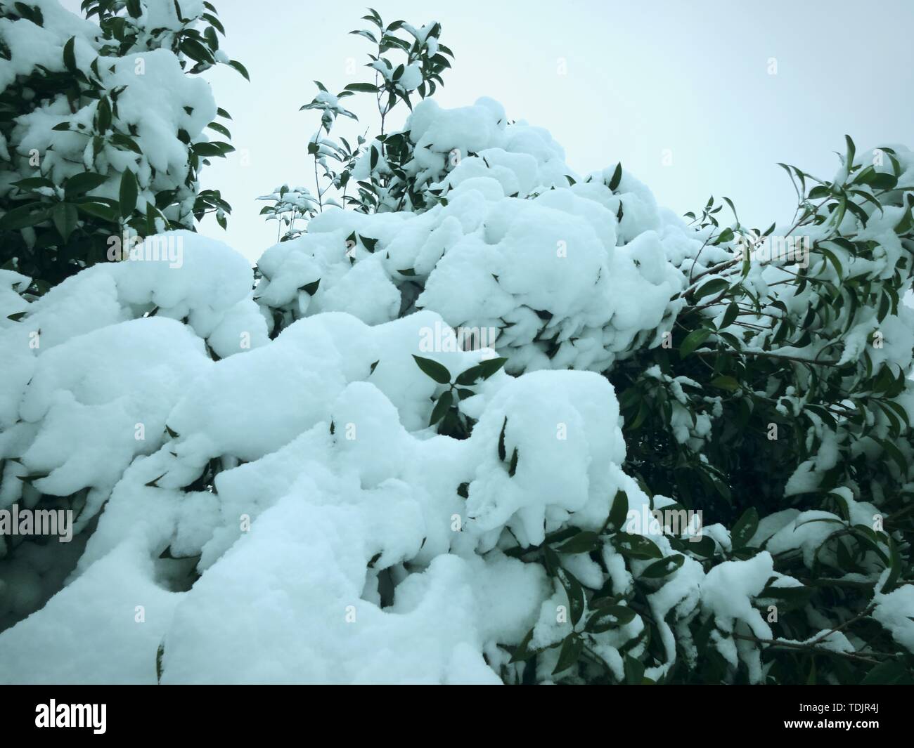 The osmanthus tree in the snow Stock Photo - Alamy