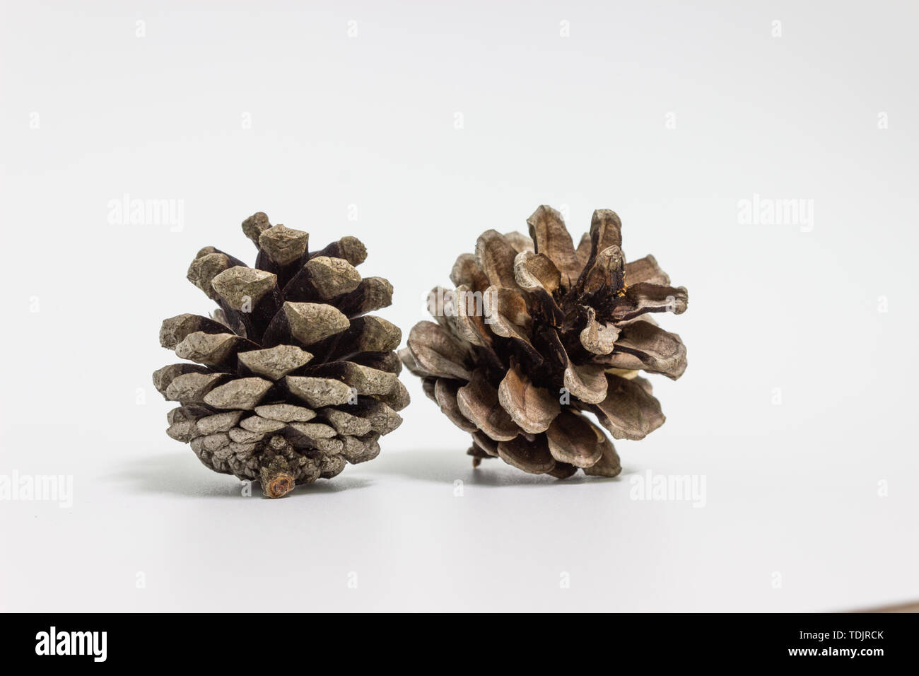 Pine cones on white background Stock Photo - Alamy