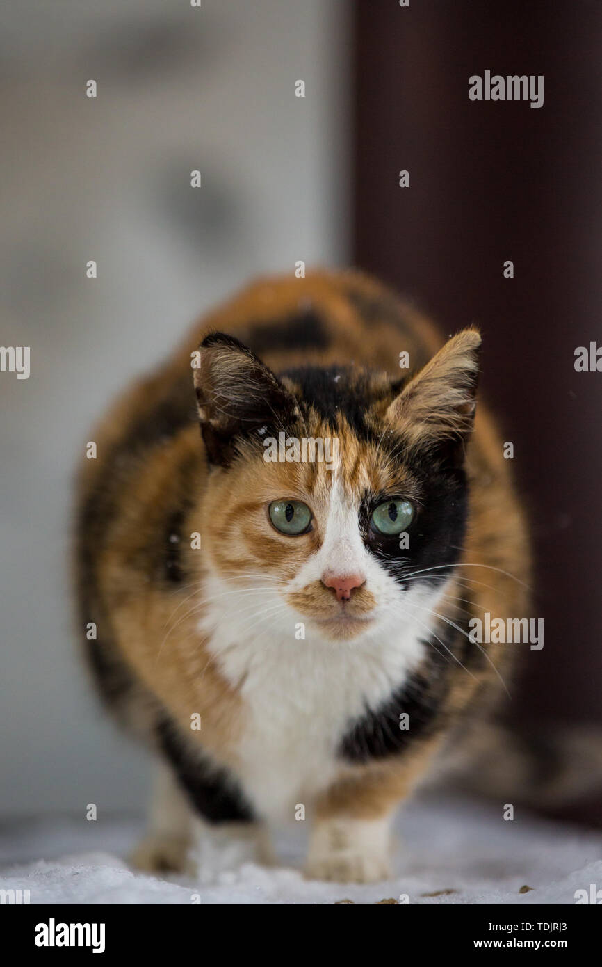 A wandering life Stock Photo - Alamy