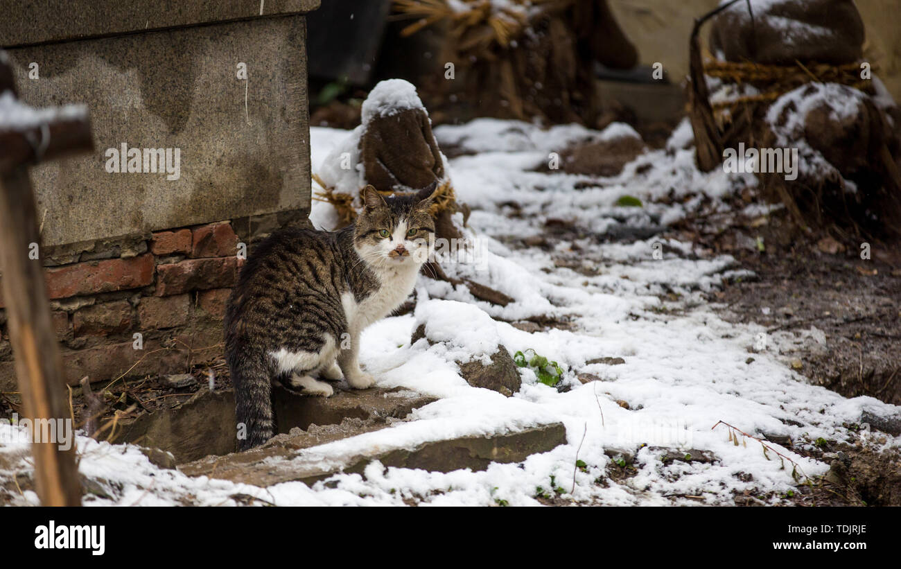 A wandering life Stock Photo - Alamy