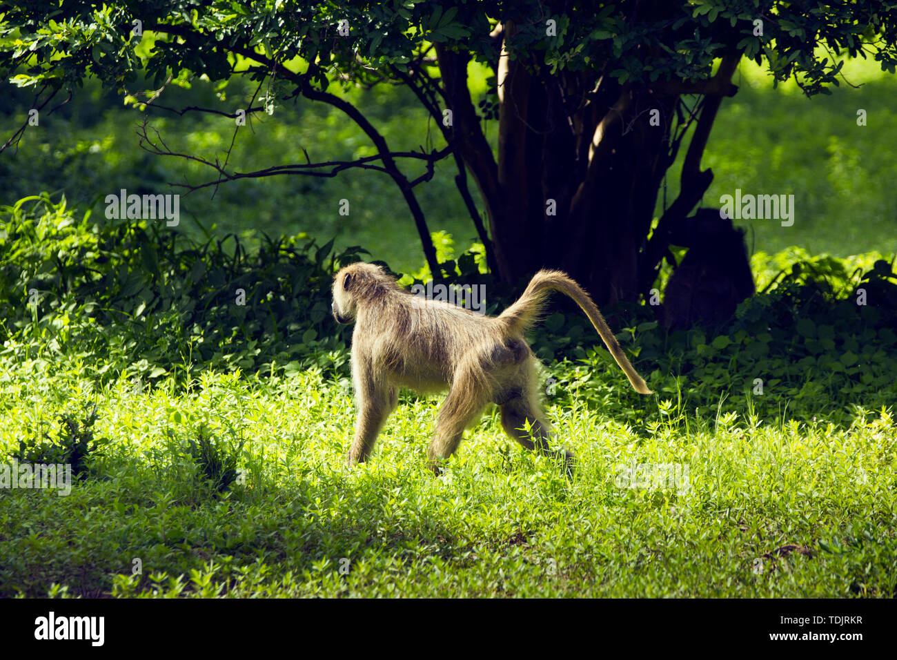 Africa, Zimbabwe, mana wildlife, national park, animals, baboons ...