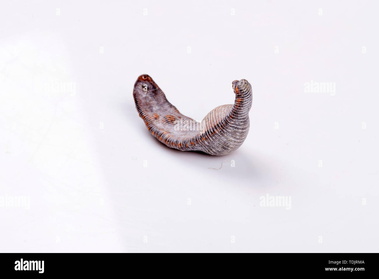 Dry leech hi-res stock photography and images - Alamy