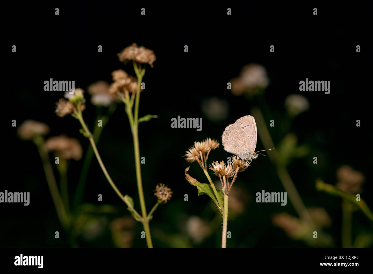 Butterfly crest hi-res stock photography and images - Alamy