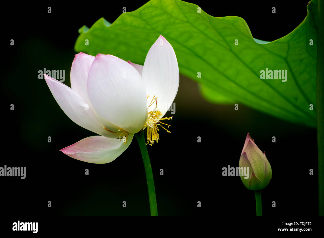 Huayan Temple Lotus in Summer Stock Photo - Alamy