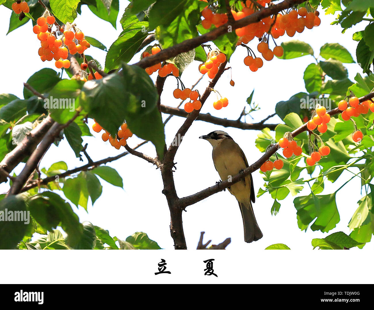 24 solar terms ----Lixia Stock Photo - Alamy