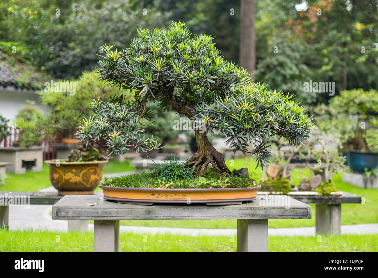 Sichuan potted plants hi-res stock photography and images - Alamy