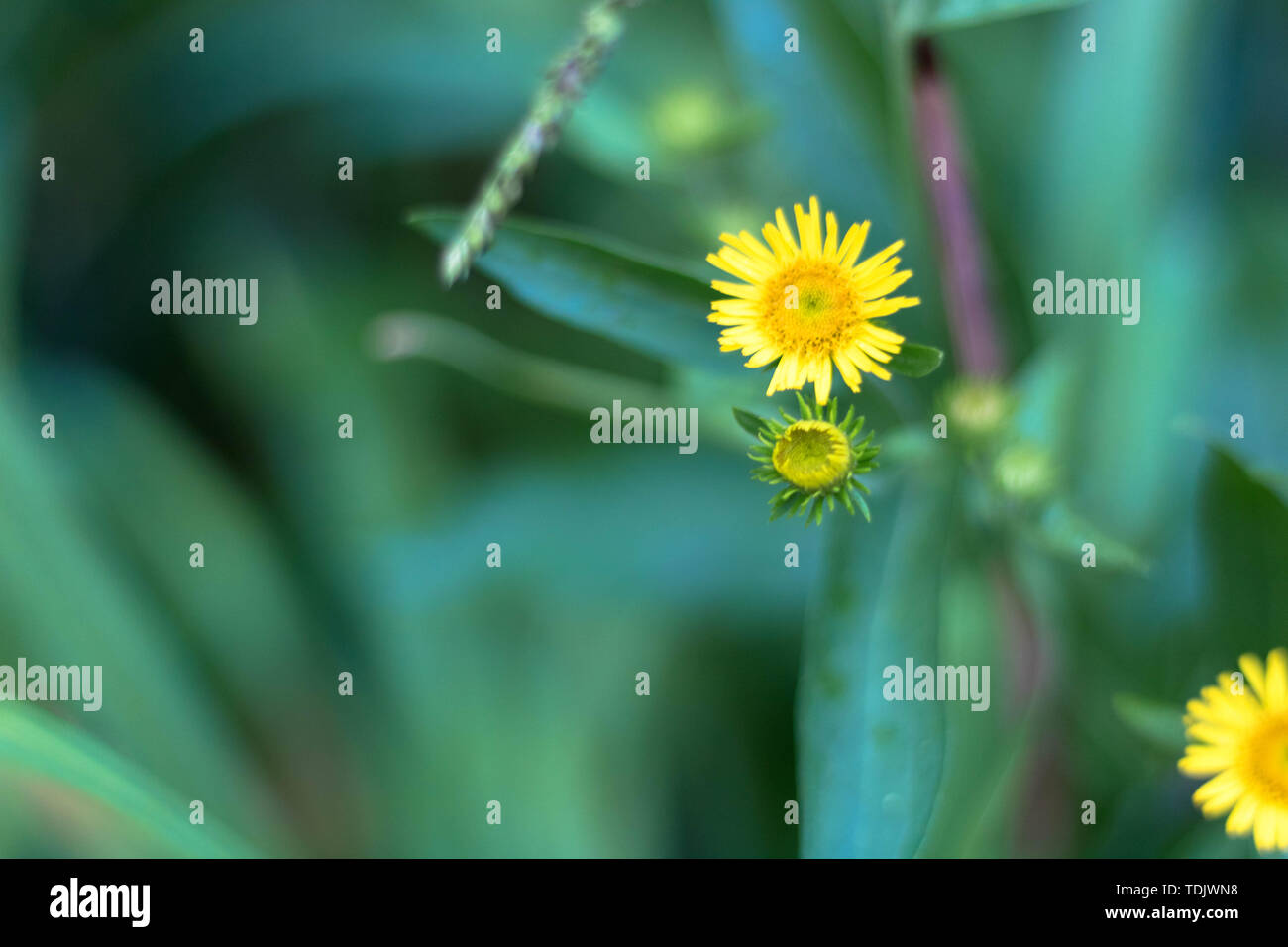 Zhao tuo park hi-res stock photography and images - Alamy