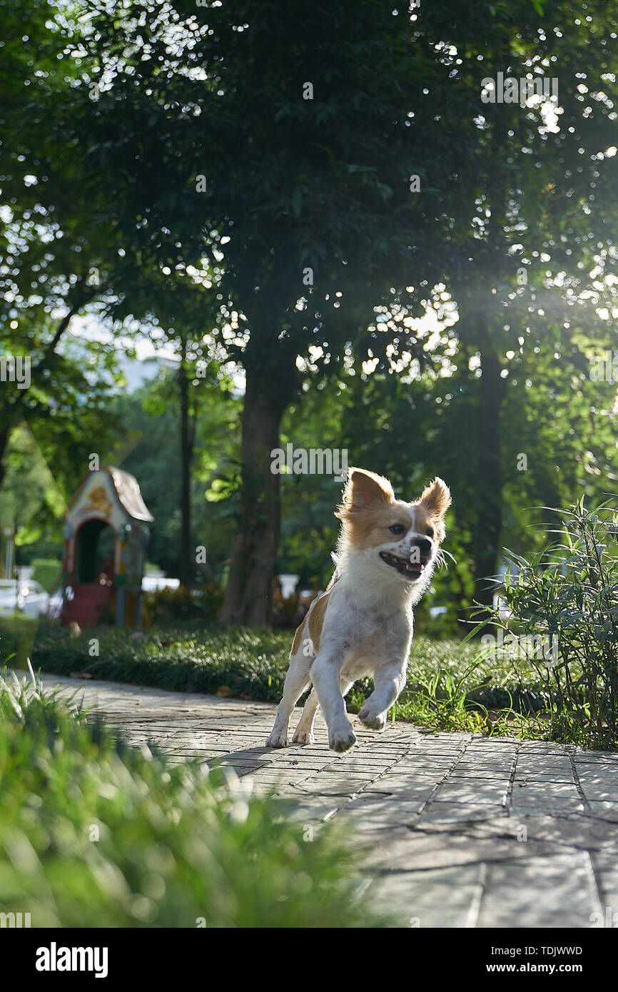 Butterfly dog hi-res stock photography and images - Alamy