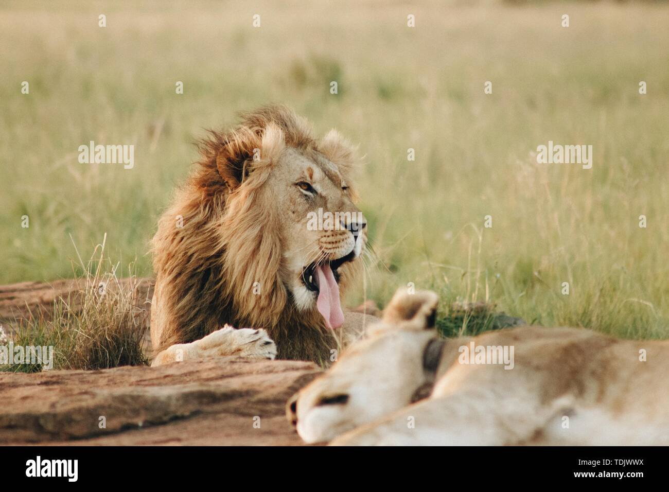 Lion Pulling Face High Resolution Stock Photography and Images - Alamy