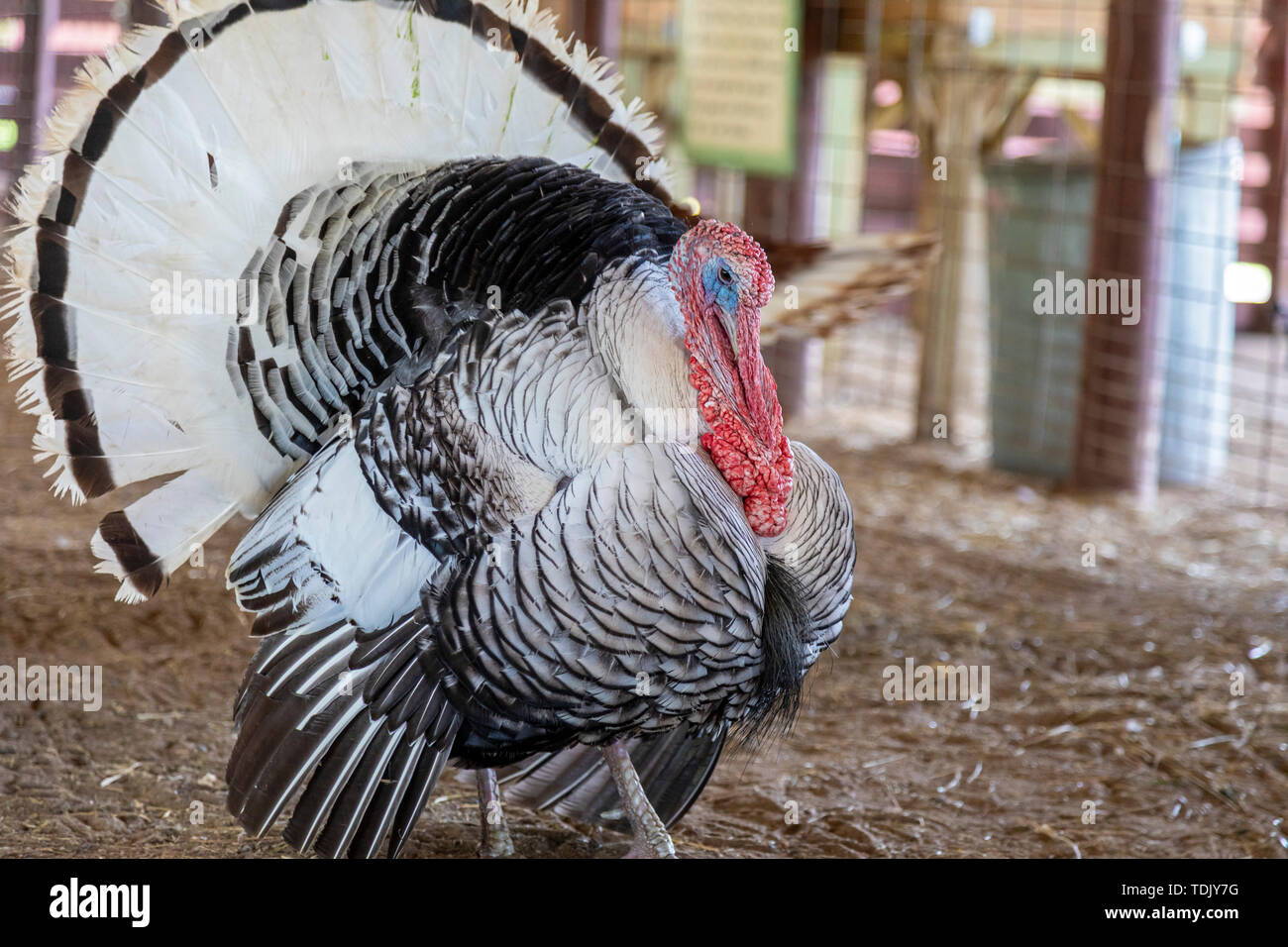 Perryville, Arkansas - A turkey at Heifer Ranch, a 1,200-acre ...
