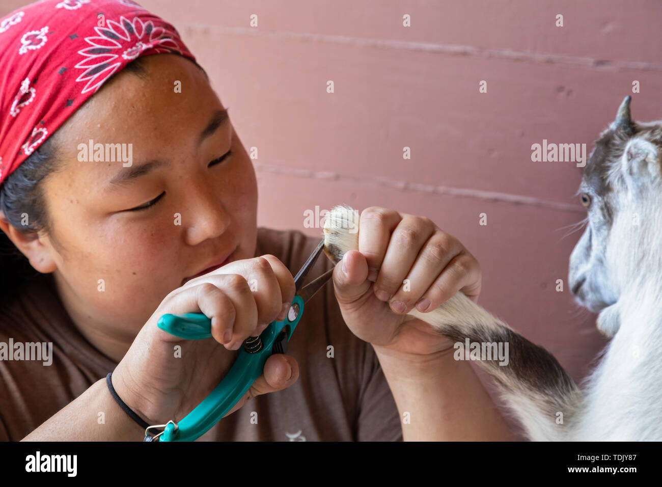 Perryville, Arkansas - Emily Koltes, a volunteer at Heifer Ranch, trims ...