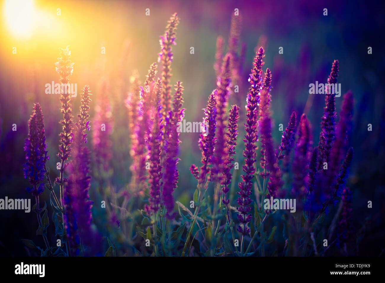 Sun on purple flowers hi-res stock photography and images - Alamy