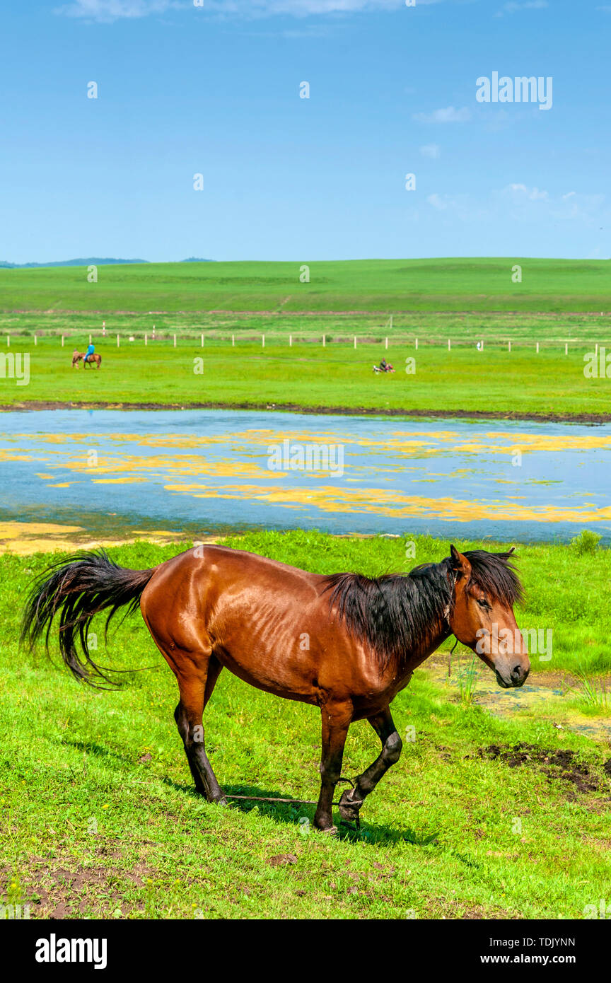 Erguna wetlands hi-res stock photography and images - Alamy