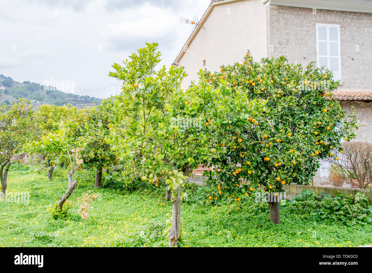 Orange citrus bloom orange tree hi-res stock photography and images - Alamy
