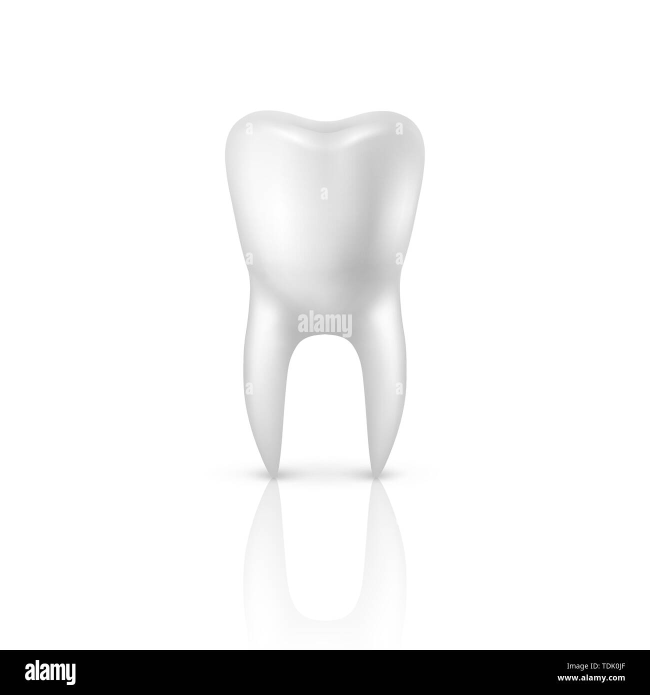 Vector 3d Realistic Render Human Tooth Closeup Isolated on White ...