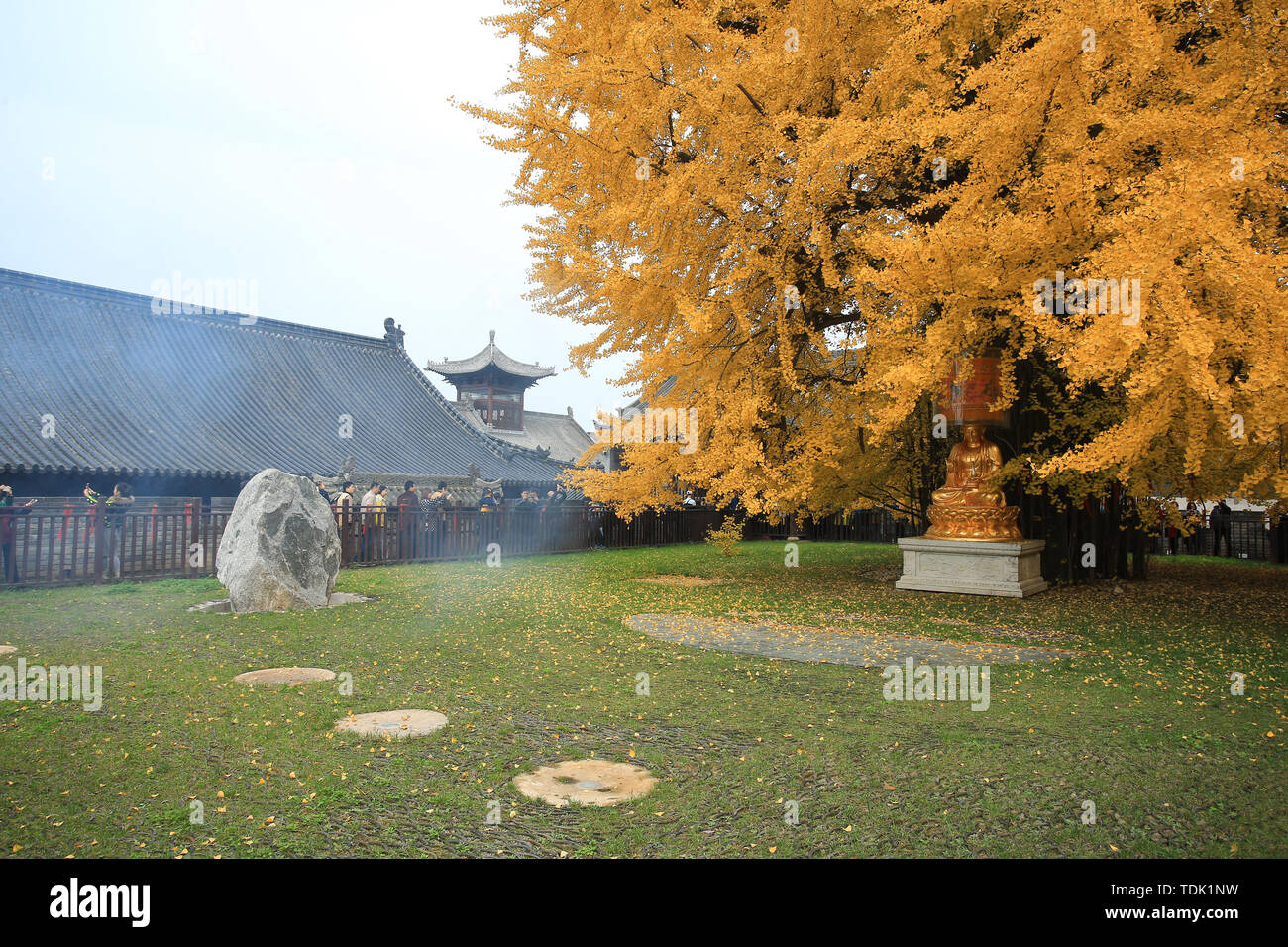 Ginkgo biloba ancient construction for thousands of years ancient ...