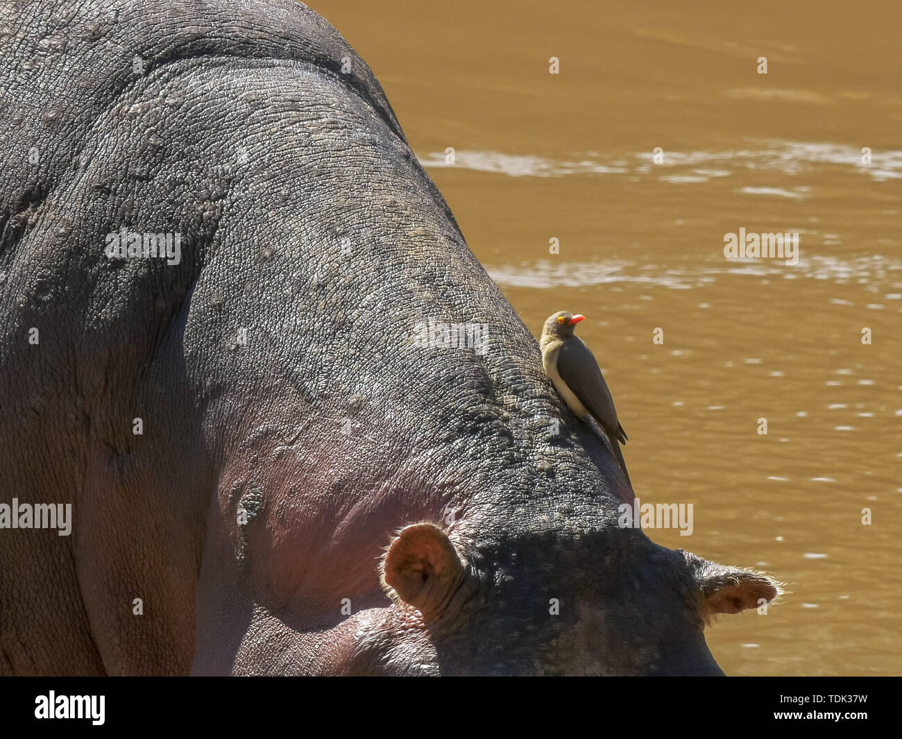 hippopotamus and oxpecker bird at the mara river in masai mara national ...