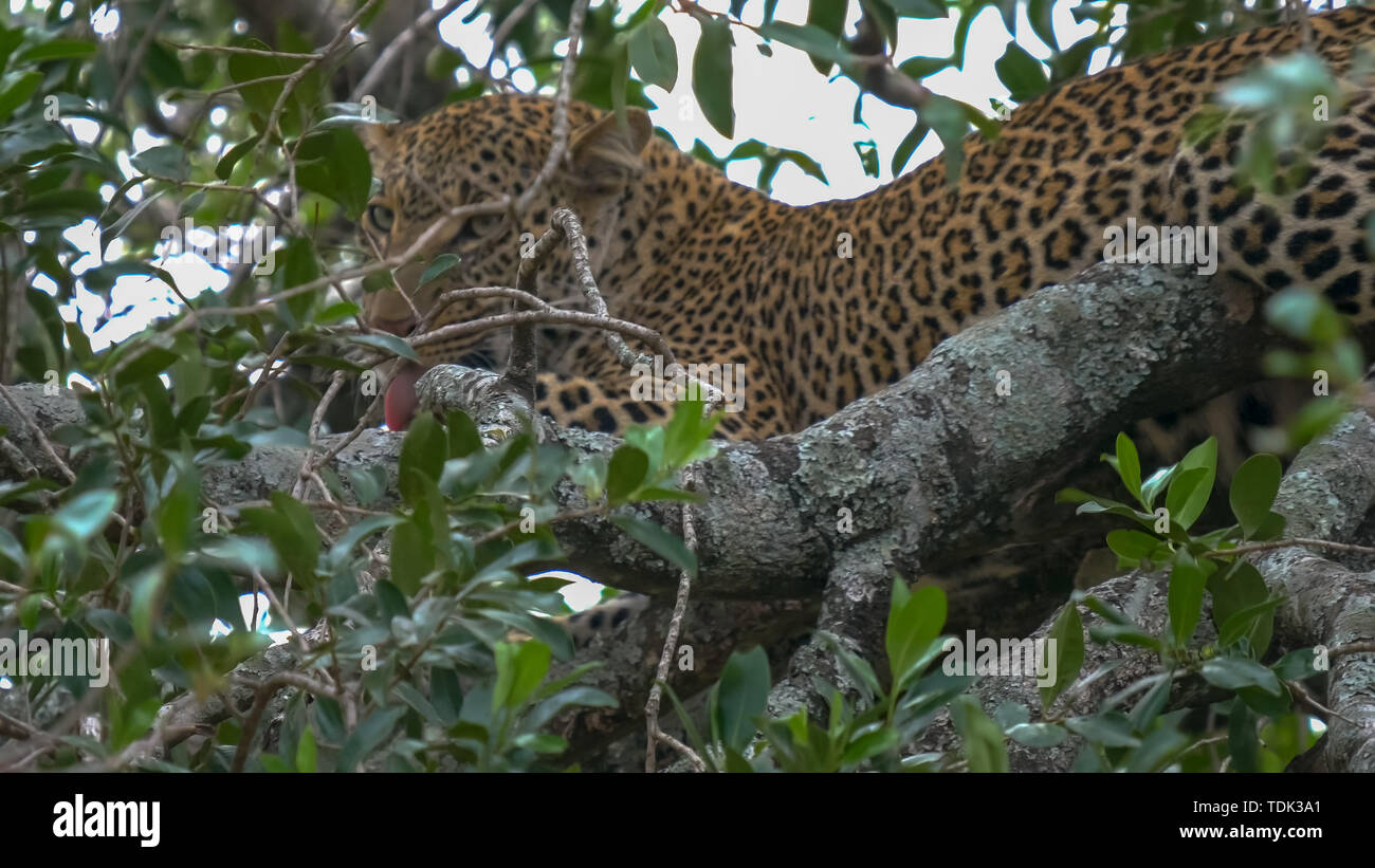 Black leopard tree hi-res stock photography and images - Alamy