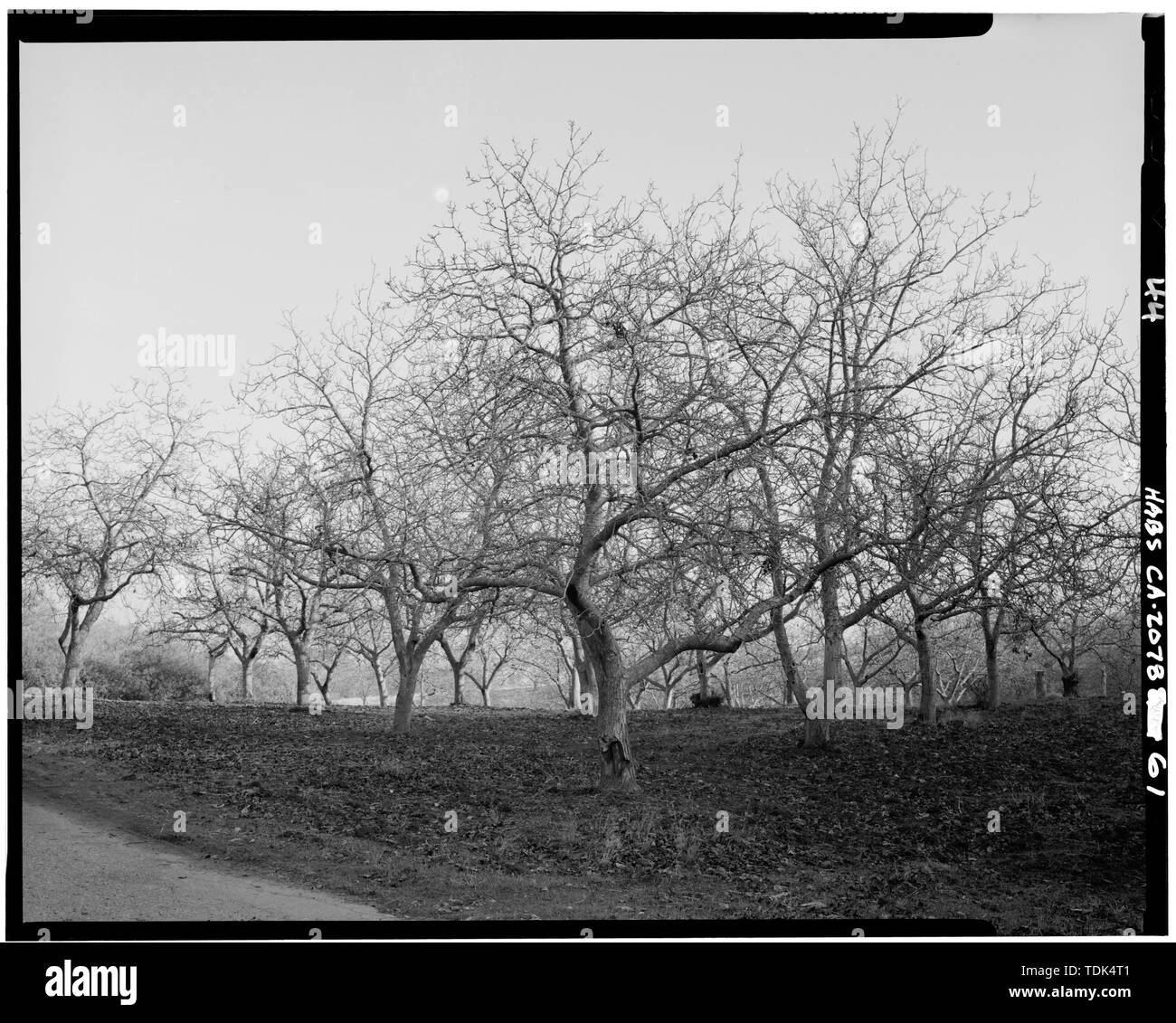 Orchard preservation Black and White Stock Photos & Images - Alamy