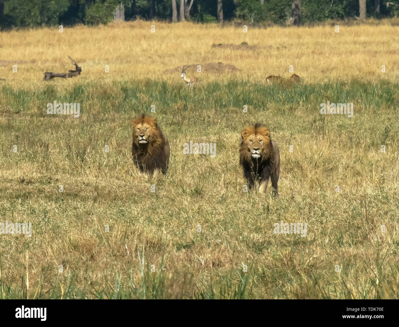 Pride lion maasai mara hi-res stock photography and images - Alamy