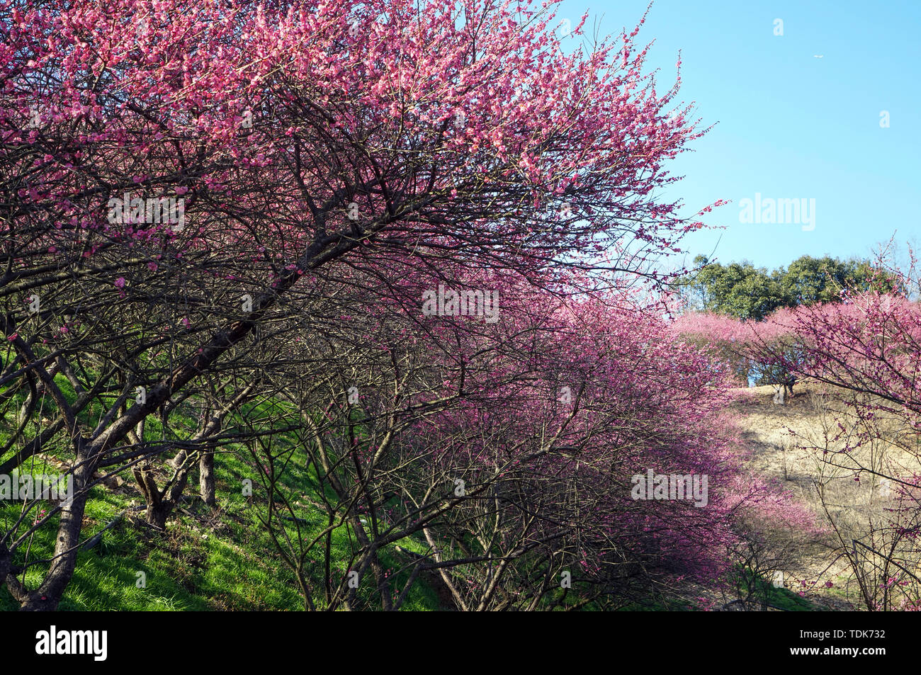 Meishan village hi-res stock photography and images - Alamy