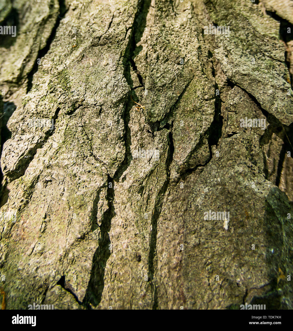 Old tree full moss hi-res stock photography and images - Alamy