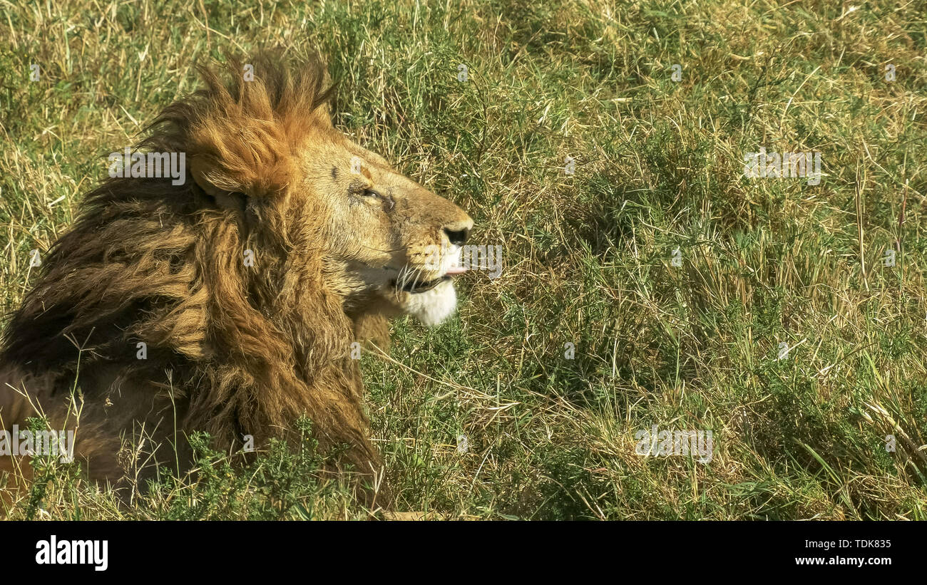 Lion Sitting Down Side View