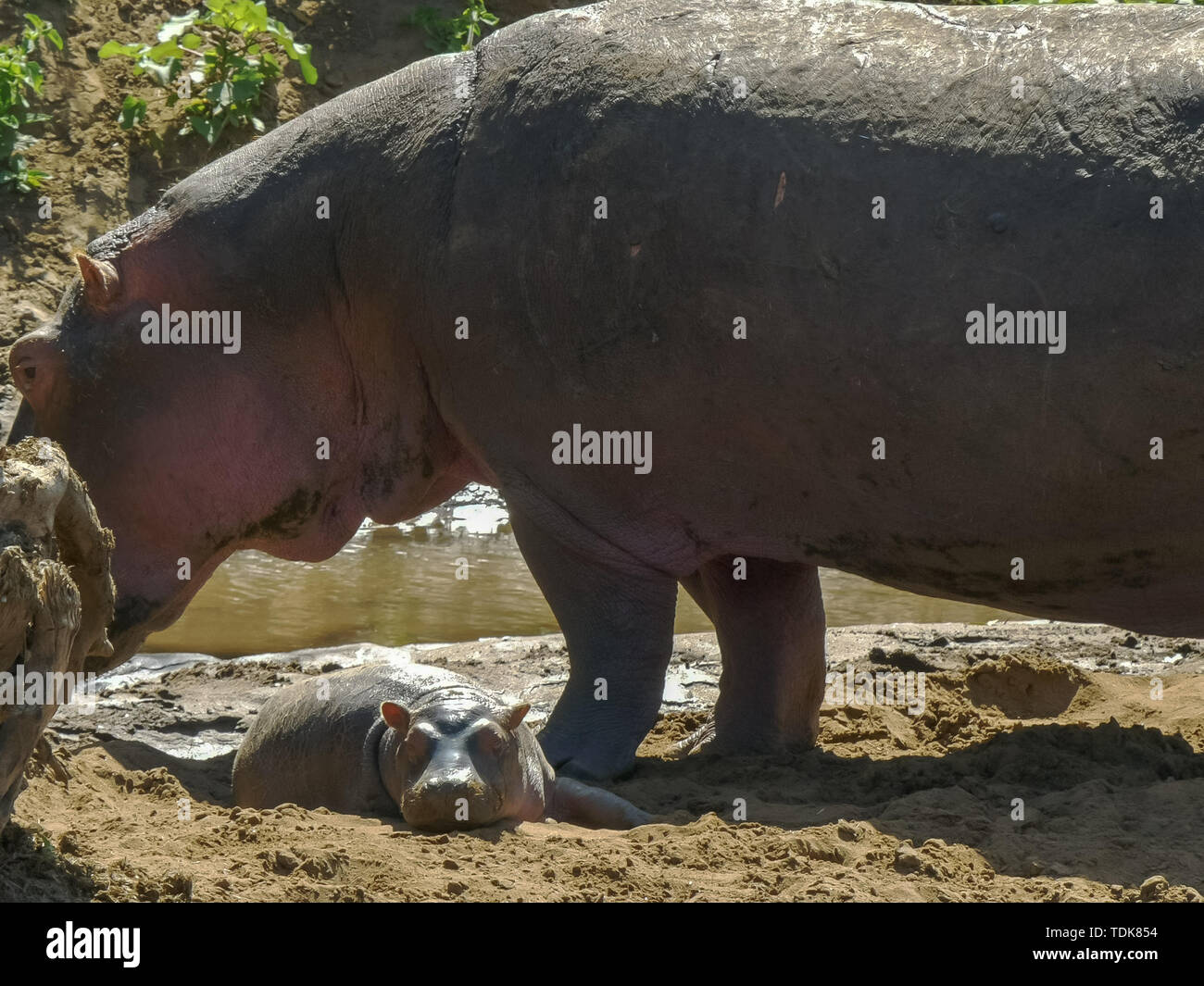 Baby hippo beach hi-res stock photography and images - Alamy