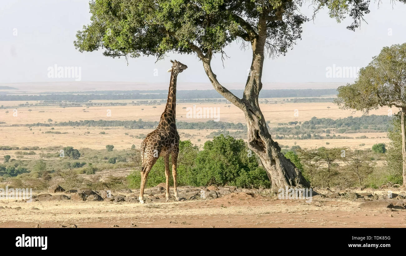Giraffe grazing on an acacia tree hi-res stock photography and images ...