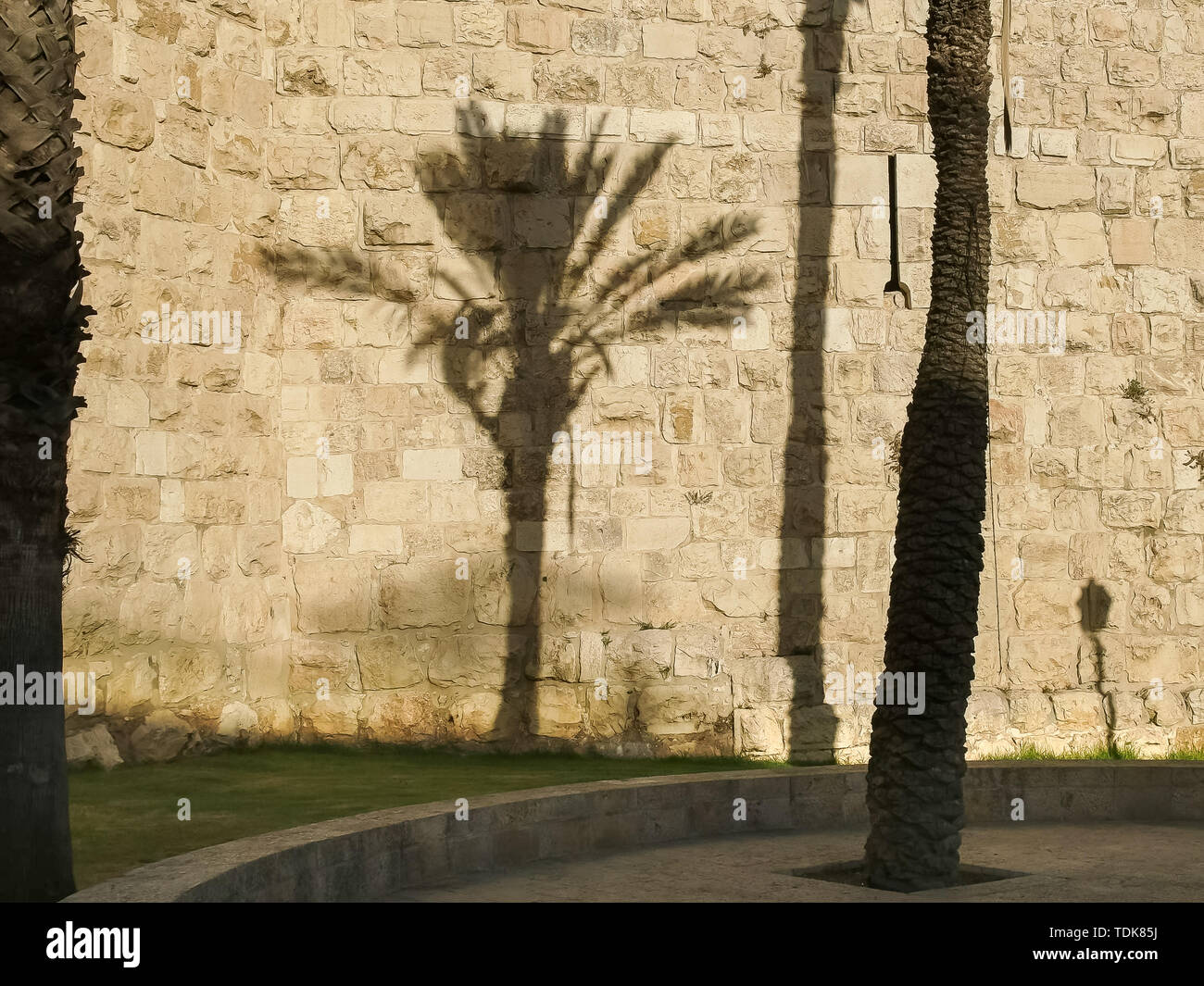 Judaism palm hi-res stock photography and images - Alamy