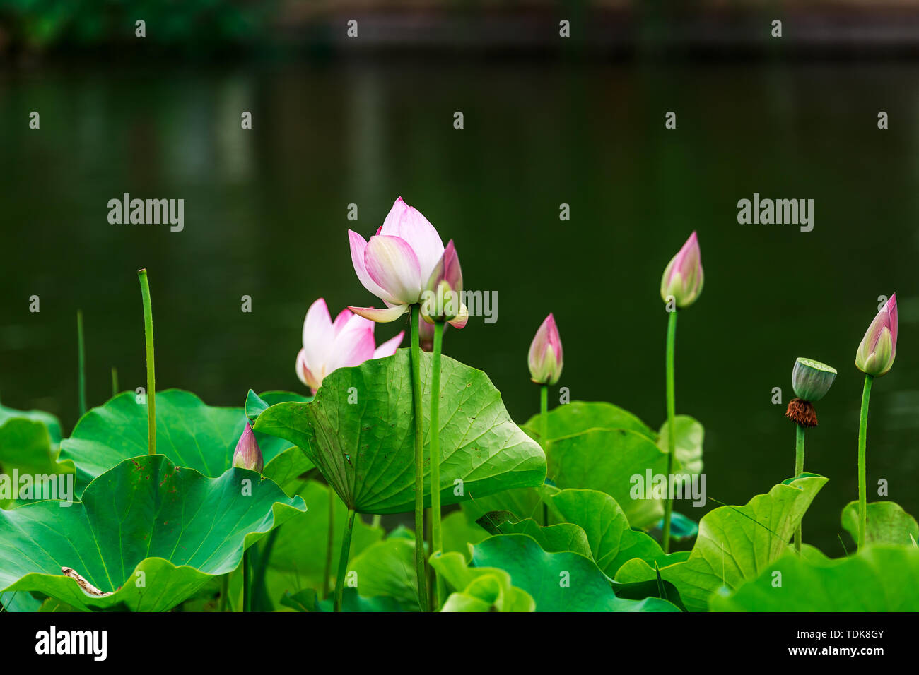 Lily tropical saturated blooms hi-res stock photography and images - Alamy