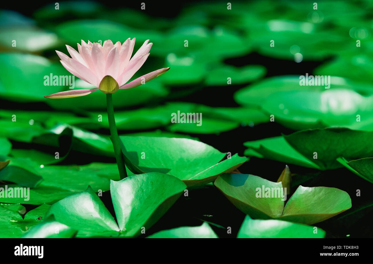 Lily in foreign countries hi-res stock photography and images - Alamy