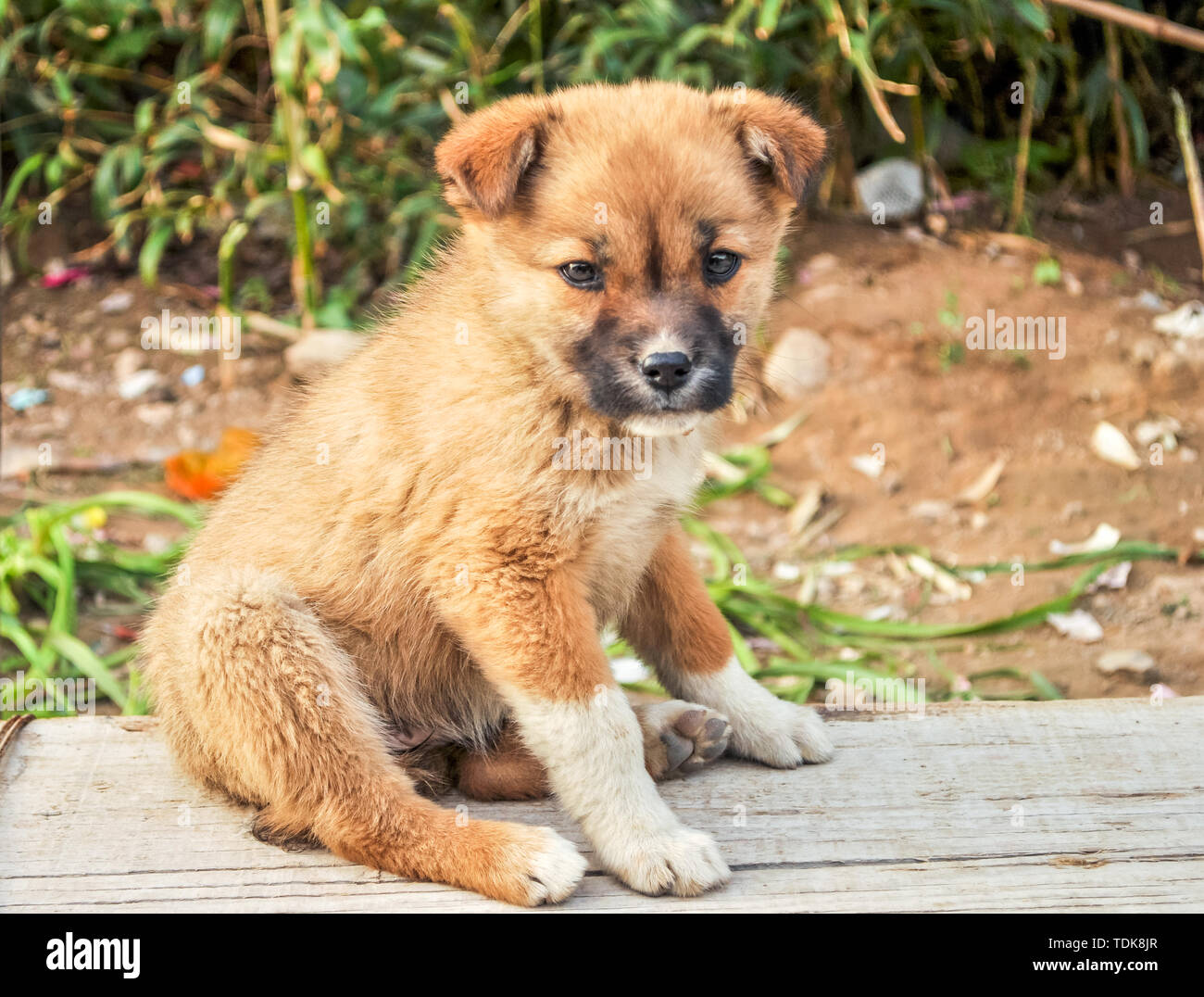 Pet puppy close-up Stock Photo - Alamy