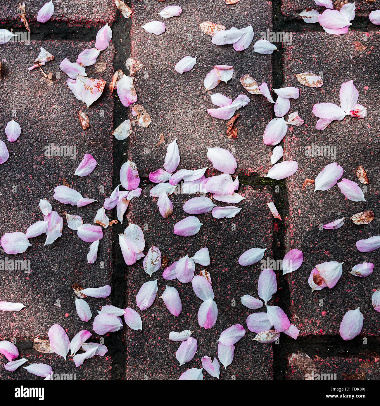 Rock of falling flowers hi-res stock photography and images - Alamy