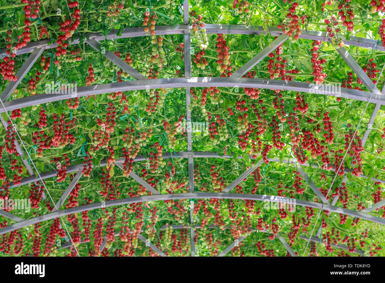 Growth and development crops berries hi-res stock photography and ...