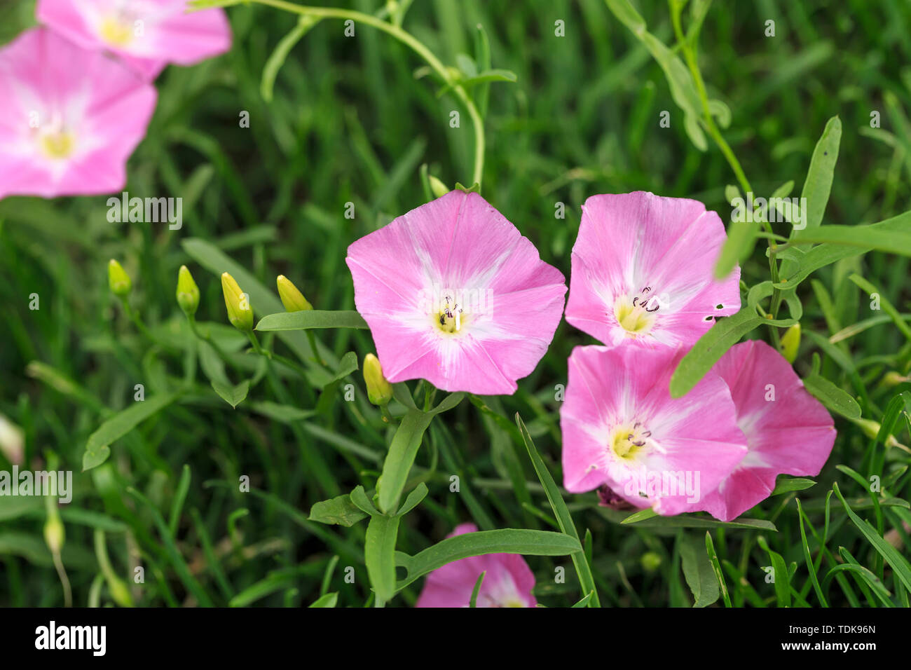 Spinning Flower High Resolution Stock Photography and Images - Alamy