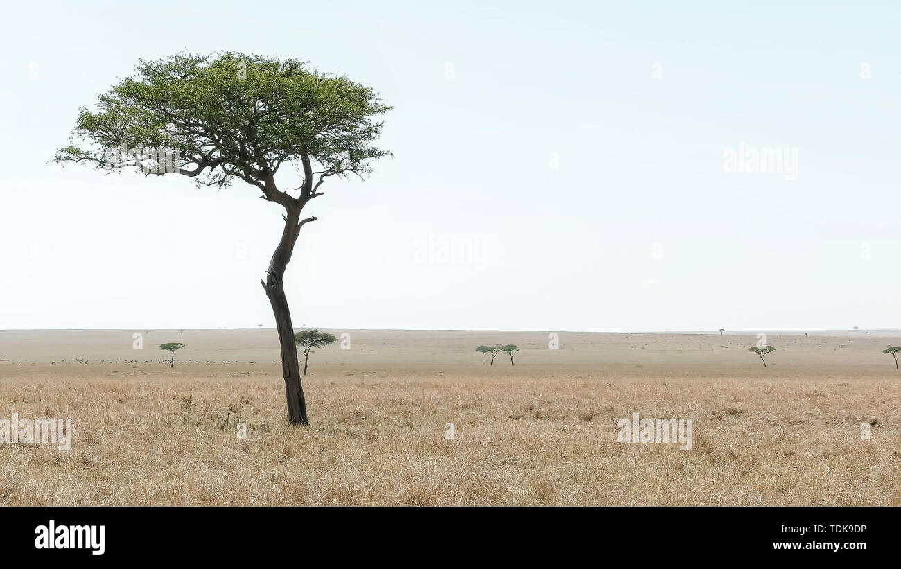 acacia trees and savanna in masai mara national park, kenya Stock Photo ...